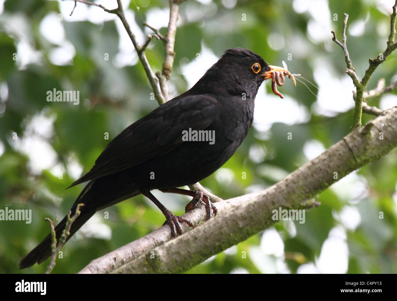 Insects in beak hi-res stock photography and images - Alamy