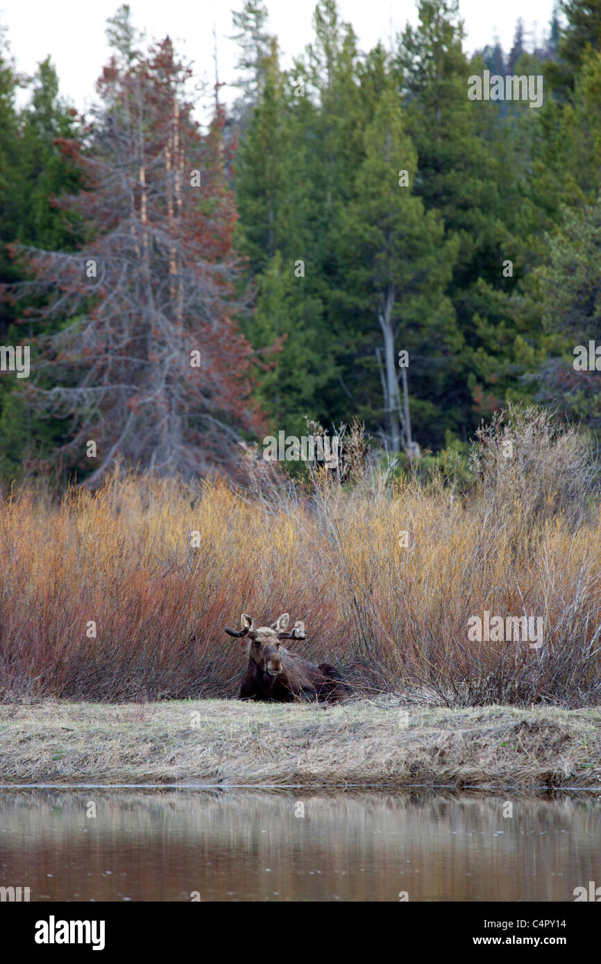 Moose lying down hi-res stock photography and images - Alamy