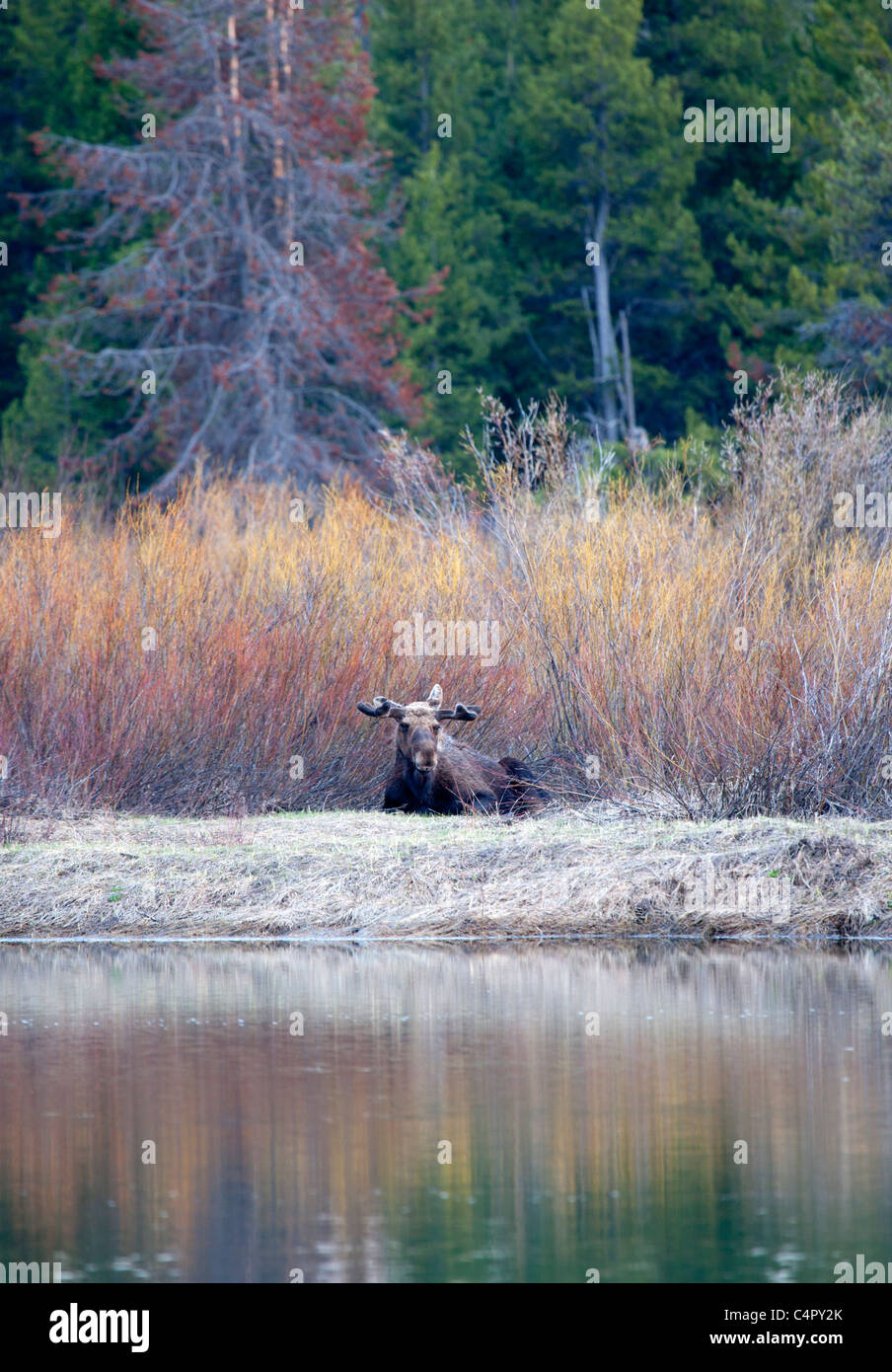 Moose lying down hi-res stock photography and images - Alamy