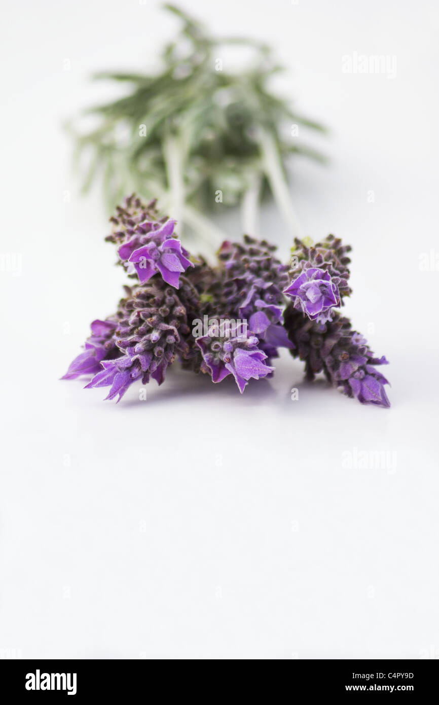 Lavender sprigs on white background Stock Photo - Alamy