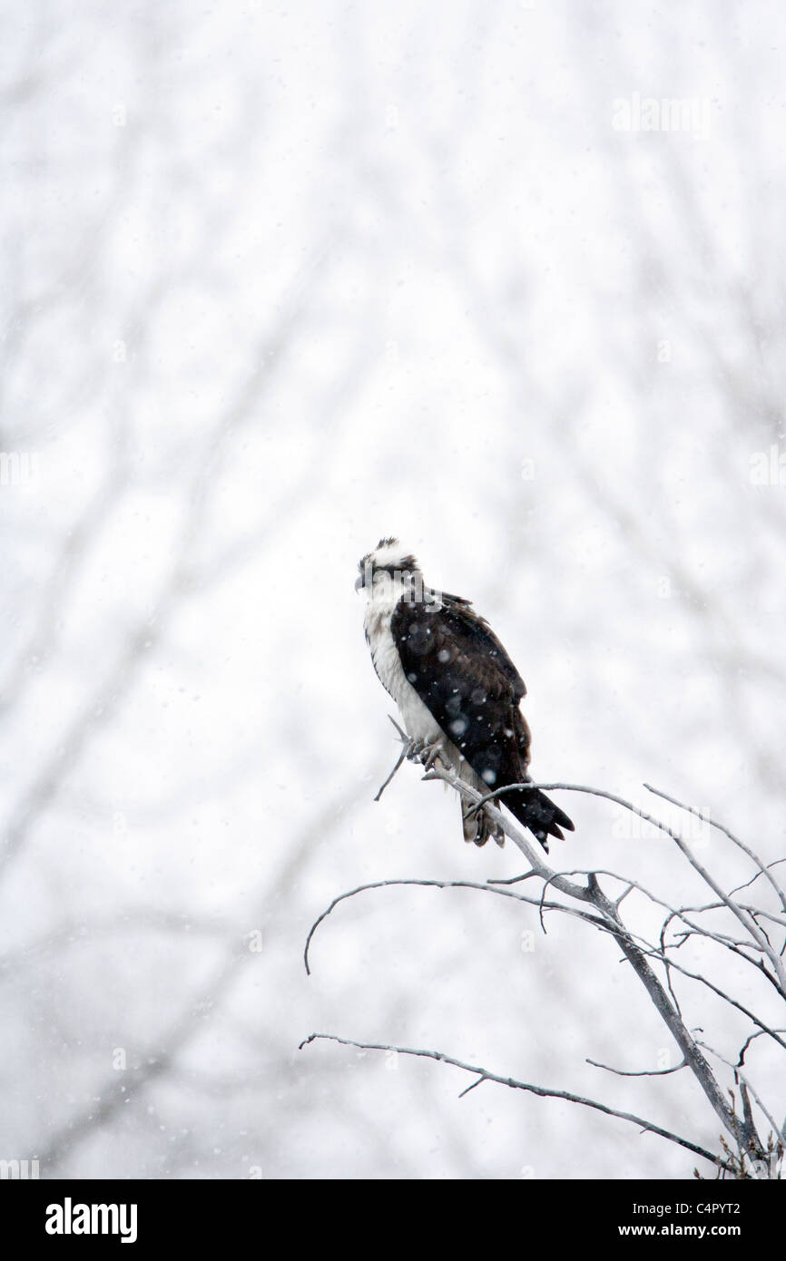 Osprey in a Snow Storm Stock Photo - Alamy