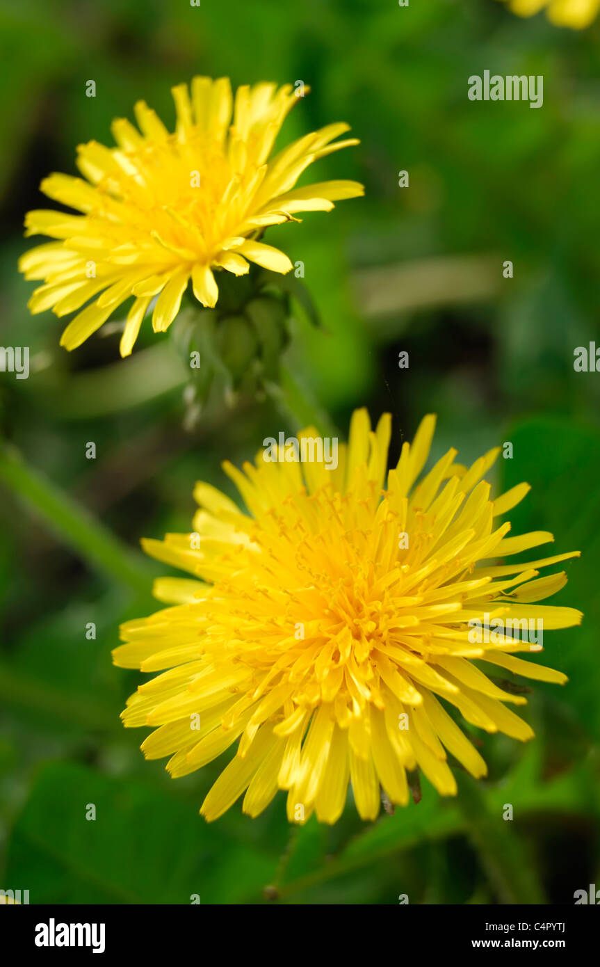 Yellow dandelion close up dandelions hi-res stock photography and ...