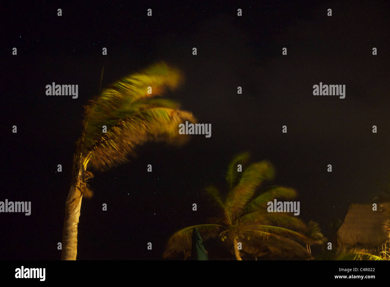 palm tree at night Stock Photo - Alamy