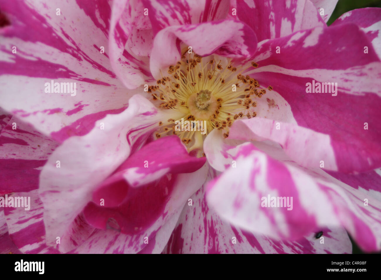 Closeup of stripped rose Stock Photo - Alamy