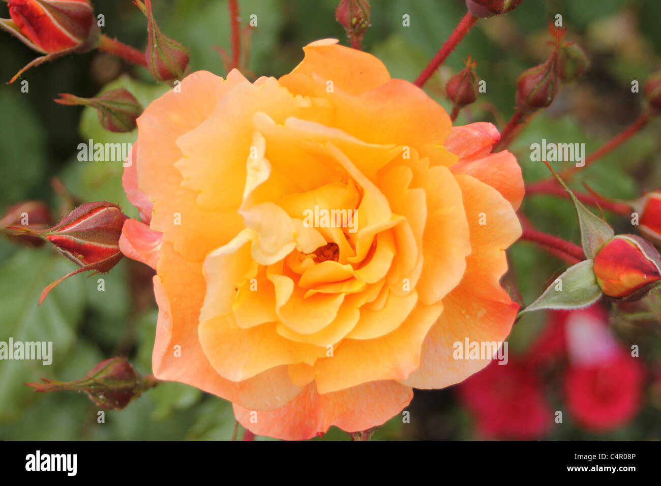 Rose westerland hi-res stock photography and images - Alamy