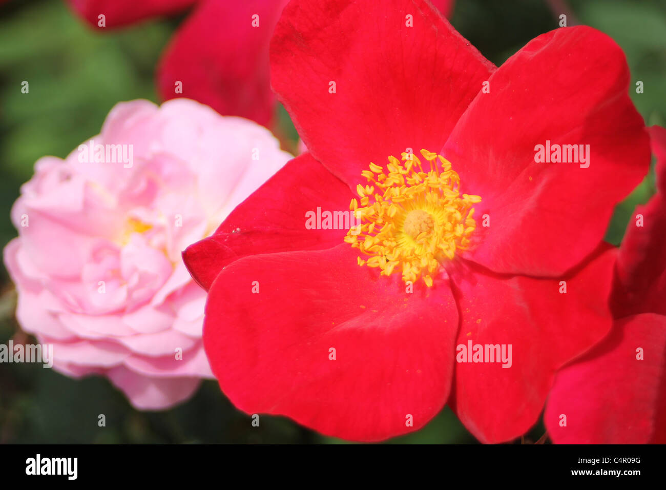 Pink and Red Rose Stock Photo - Alamy