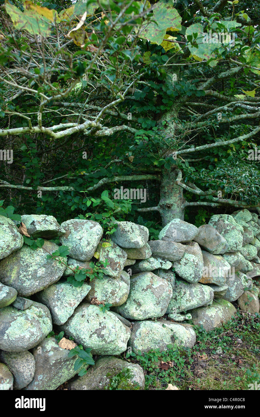 Chilmark stone hi-res stock photography and images - Alamy