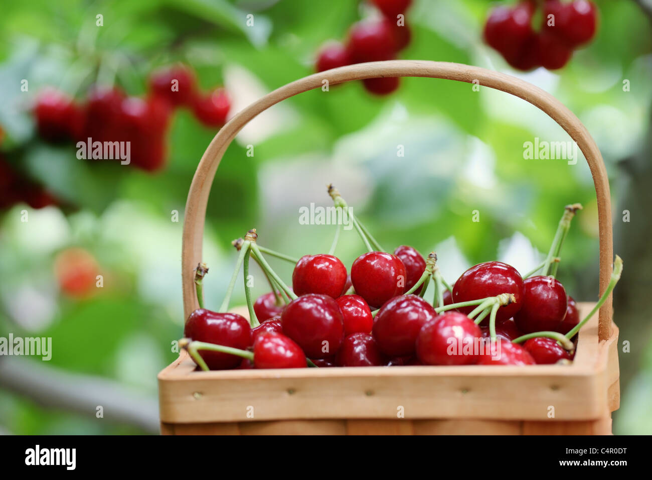 The cherry orchard hi-res stock photography and images - Alamy