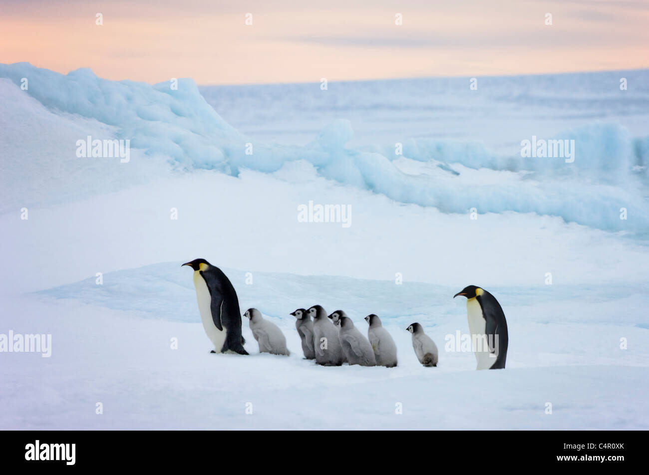 Emperor Penguins parents with chicks on Snow Hill Island, Antarctica ...