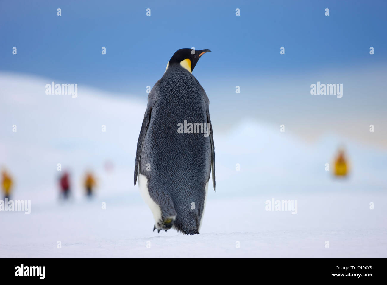 Emperor Penguin with tourists in distance on Snow Hill Island ...