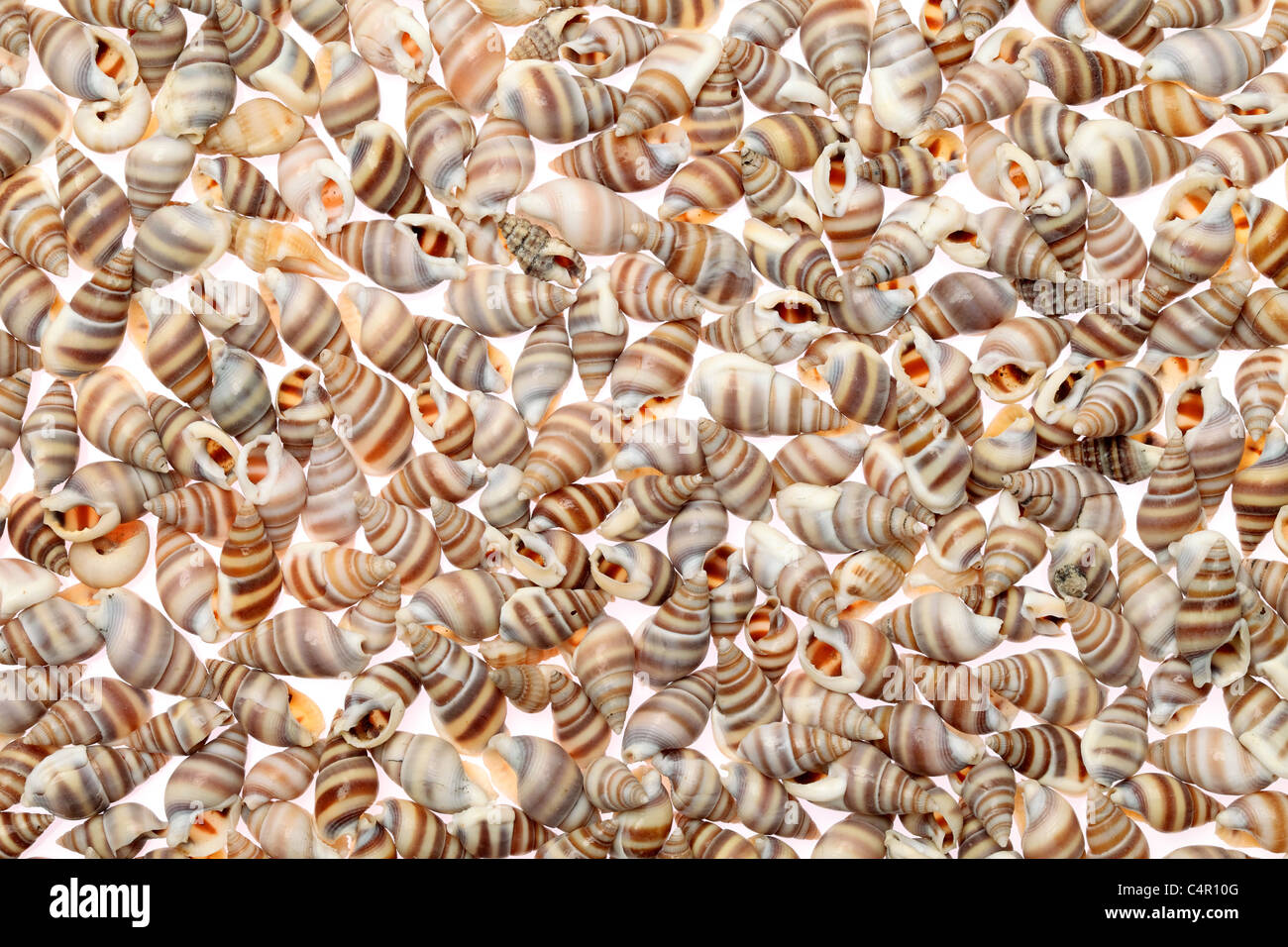 Underwater seashells hi-res stock photography and images - Alamy