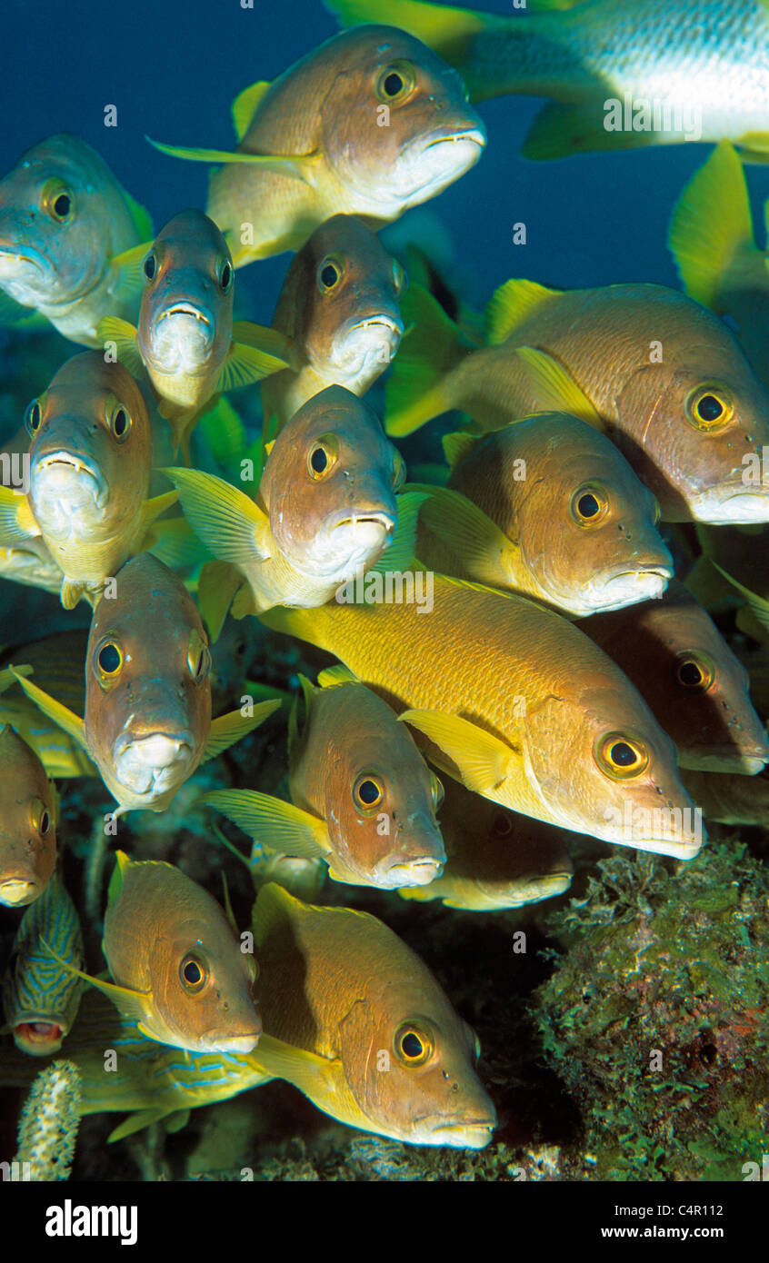Schoolmaster snapper (Lutjanus apodus), schooling Stock Photo - Alamy