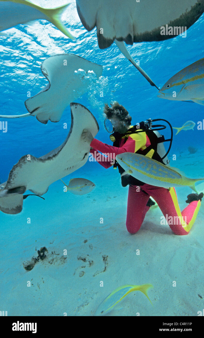 Scuba dier playing with Southern Stingrays (Dasyatis americana ...