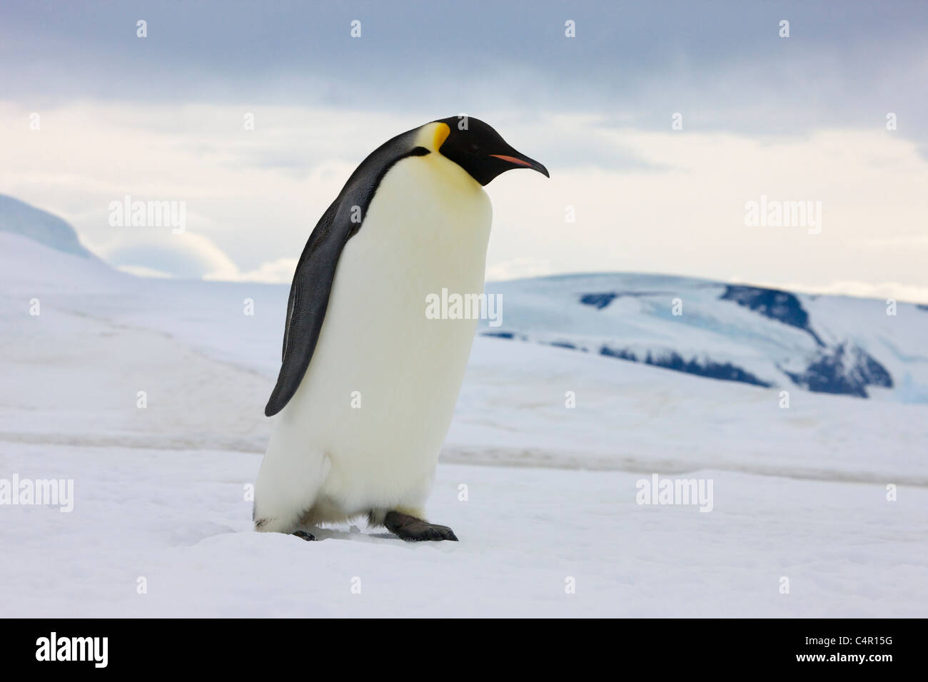 Emperor Penguin on ice, Snow Hill Island, Antarctica Stock Photo - Alamy