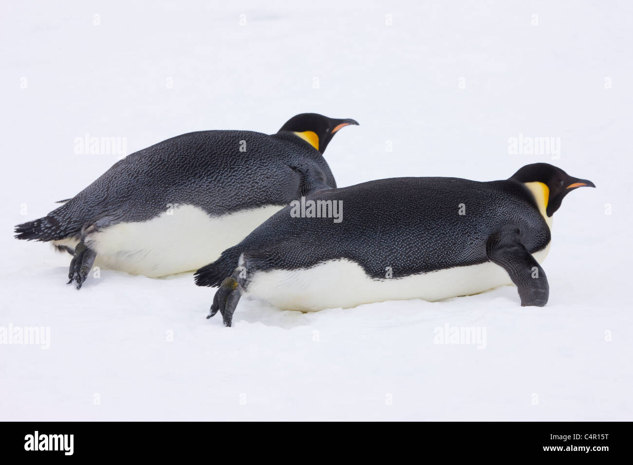 Penguin slide hi-res stock photography and images - Alamy
