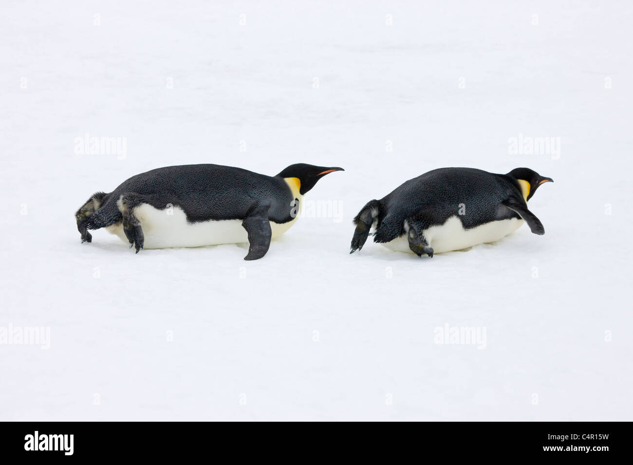 Penguin slide hi-res stock photography and images - Alamy