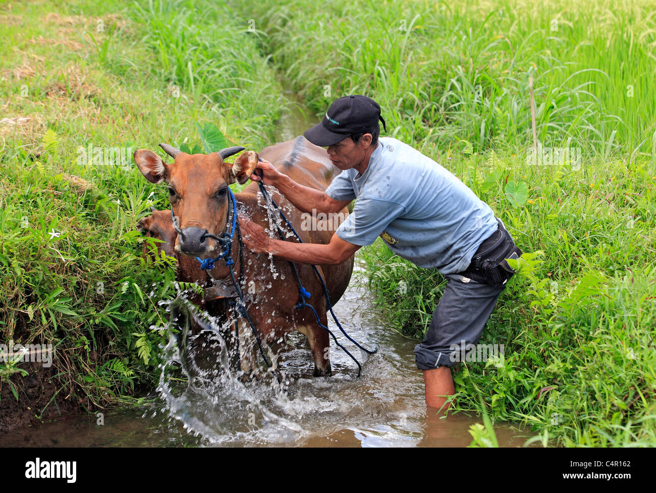Water cows wash cattle hi-res stock photography and images - Alamy
