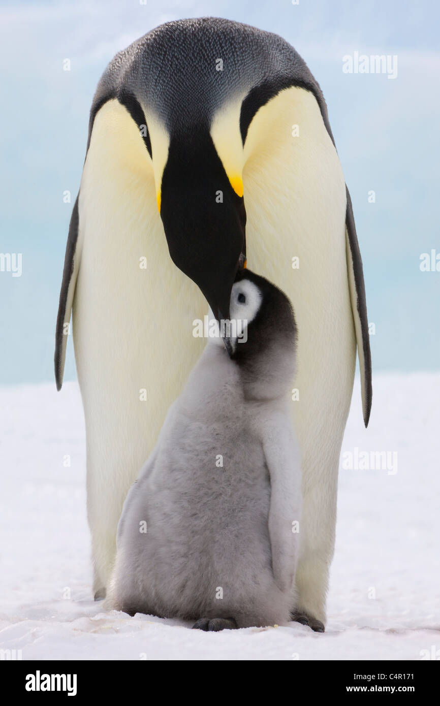 Emperor Penguin Feeding Chick