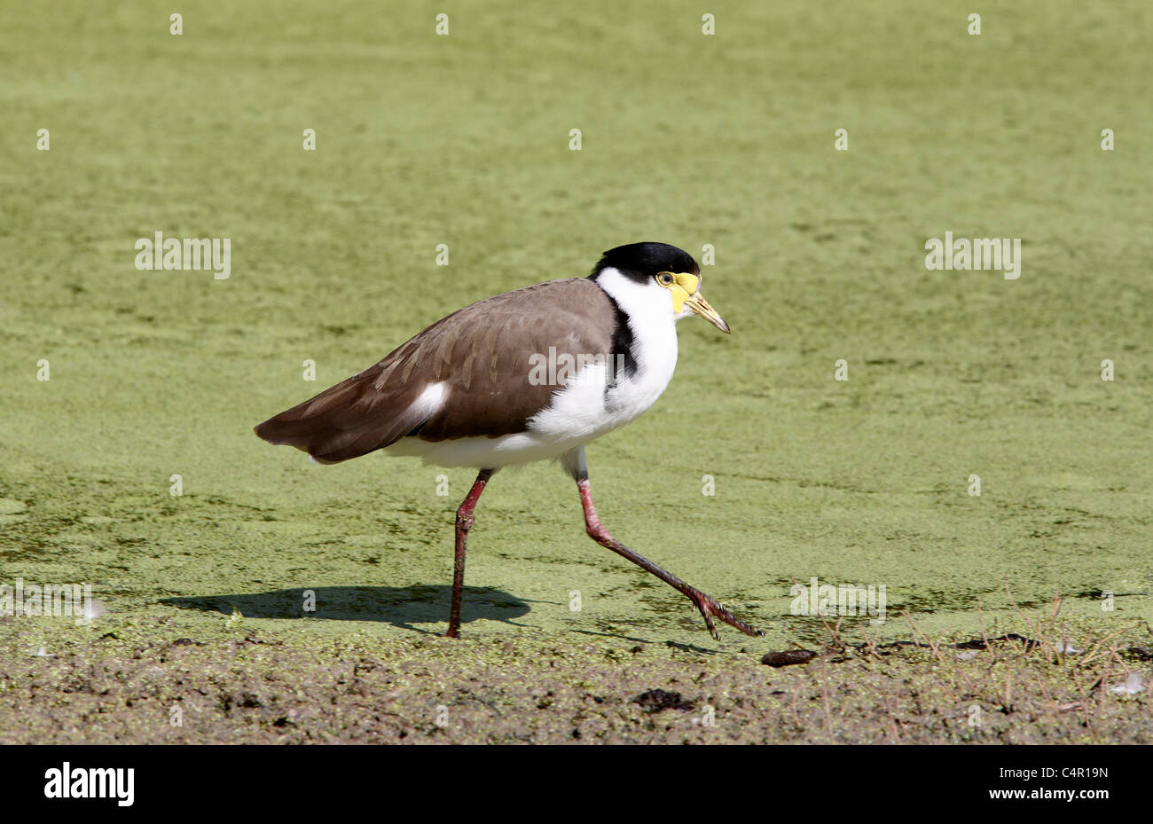 A Spur-winged Plover, or Masked Lapwing, Vanellus miles novaehollandiae ...