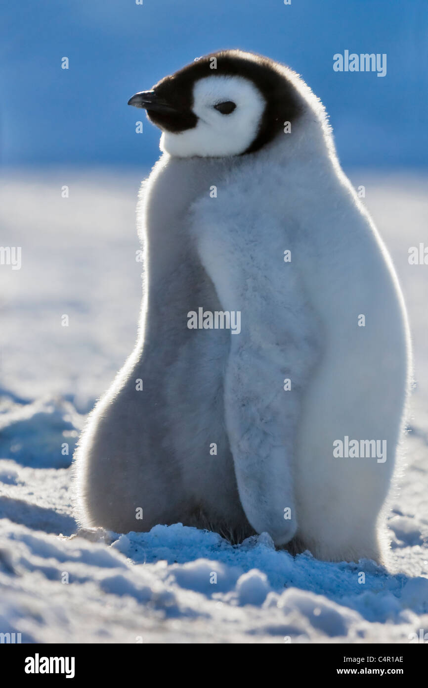 Cute baby penguin snow hi-res stock photography and images - Alamy
