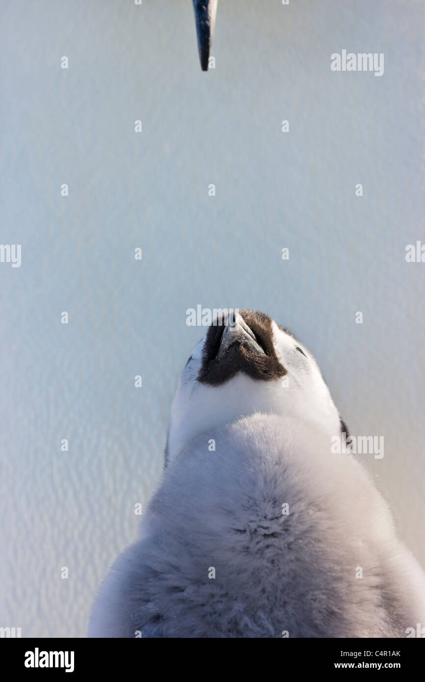Baby emperor penguins hi-res stock photography and images - Alamy