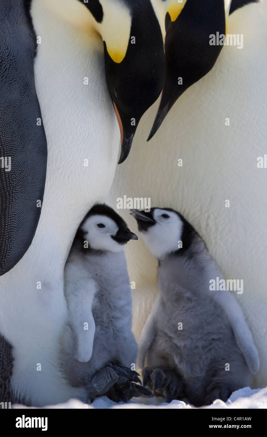Emperor Penguins parent with chicks on Snow Hill Island, Antarctica ...
