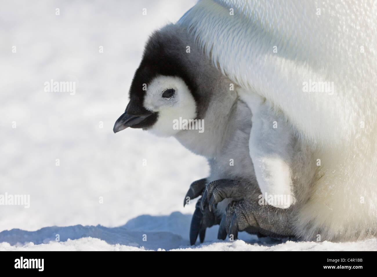 Penguin feet hi-res stock photography and images - Alamy