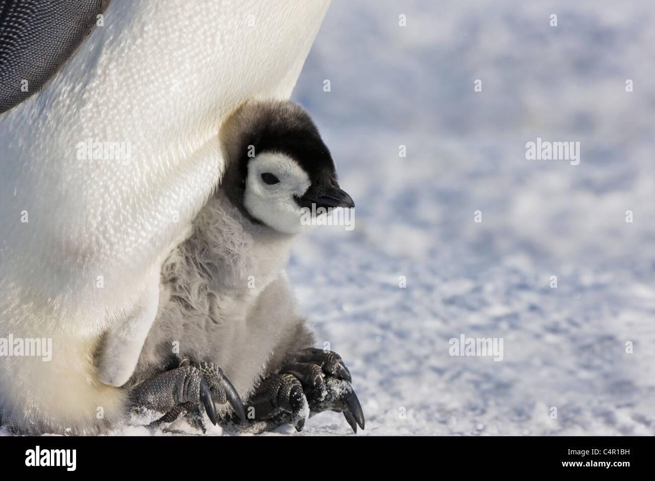 Emperor Penguin chick on parent's feet on Snow Hill Island, Antarctica ...