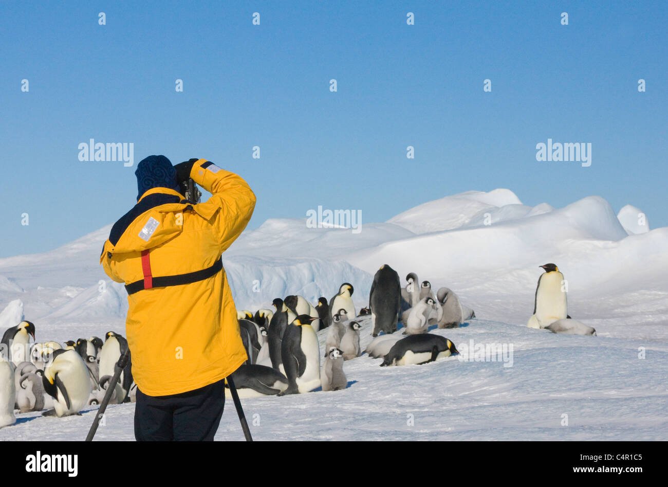 Antarctica Penguins People Camera High Resolution Stock Photography and ...