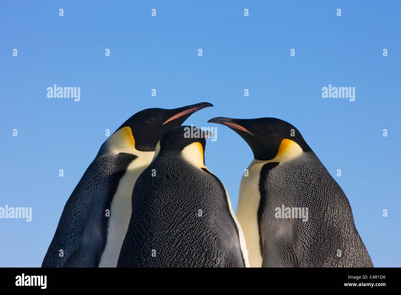Emperor Penguins on ice, Snow Hill Island, Antarctica Stock Photo - Alamy