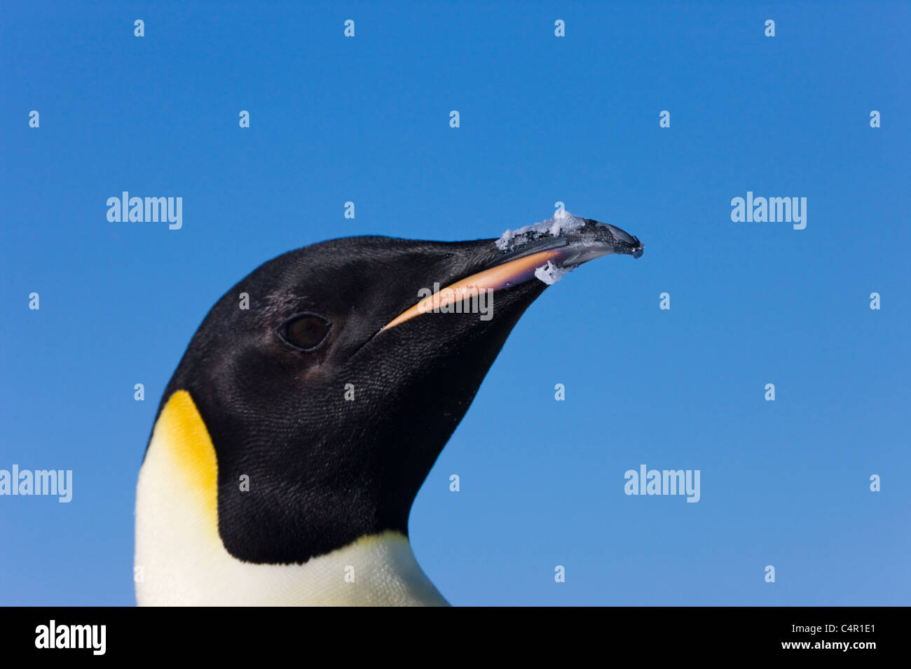 Emperor Penguin on ice, Snow Hill Island, Antarctica Stock Photo - Alamy