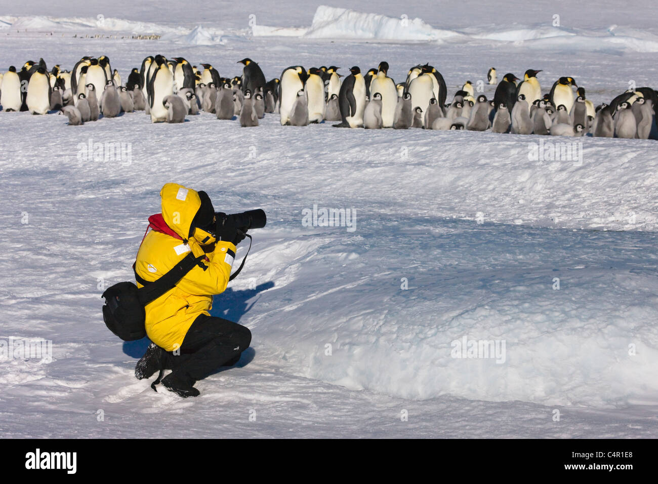 Penguins on ice hi-res stock photography and images - Alamy