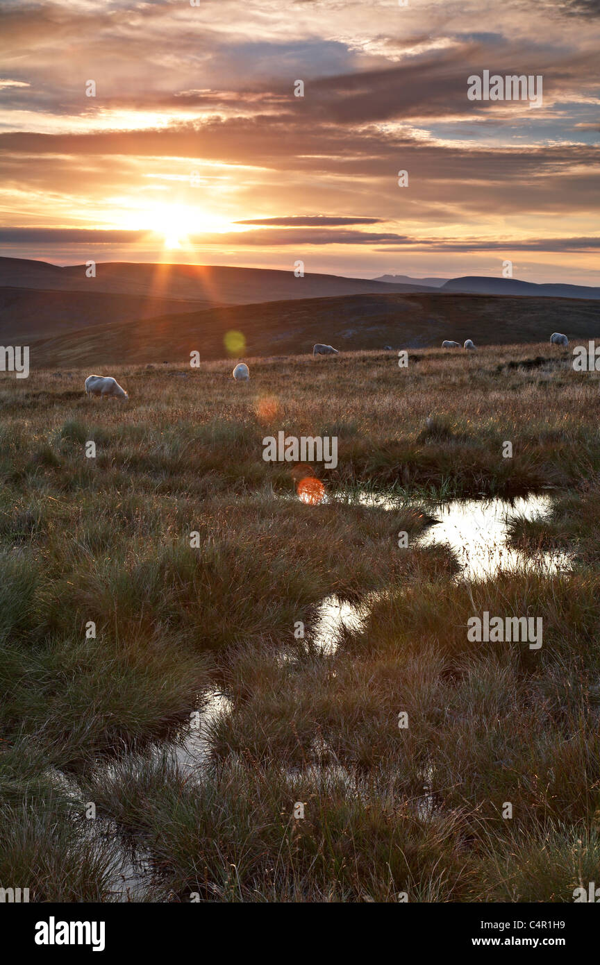 Sunrise from Moel Gornach, The Black Mountain with Corn Du and Pen y ...
