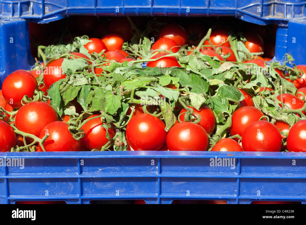 Boxes tomato tomatoes hi-res stock photography and images - Alamy