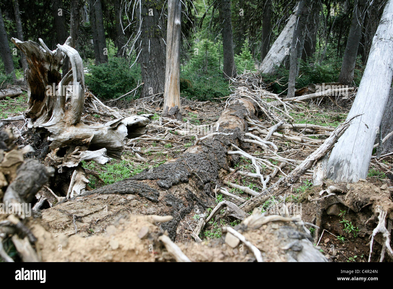 Fallen Tree Branches High Resolution Stock Photography and Images - Alamy