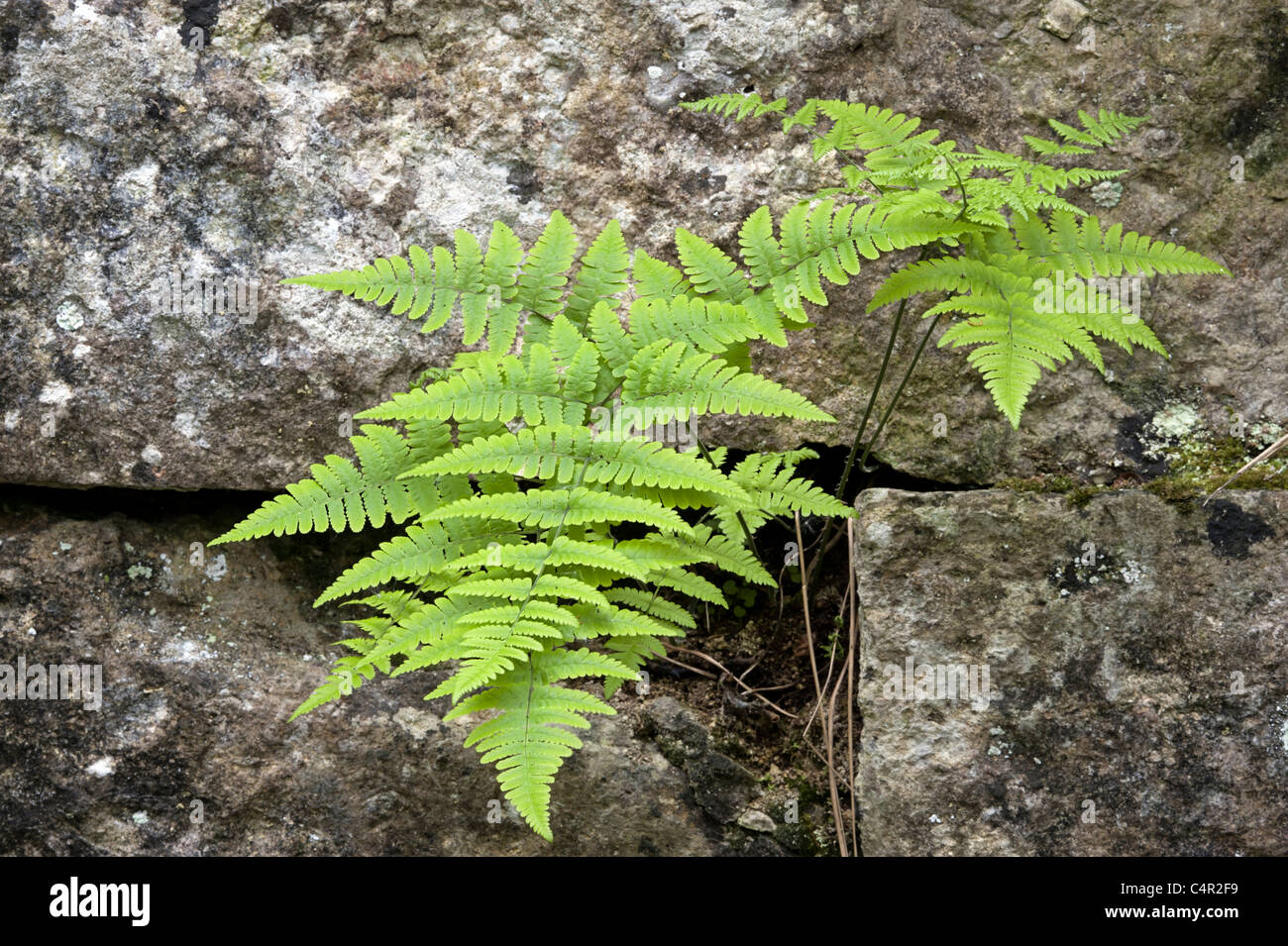 Gymnocarpium hi-res stock photography and images - Alamy