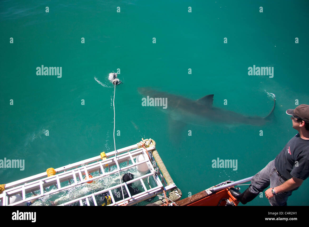 Great white shark, Mossel Bay, South Africa Stock Photo - Alamy