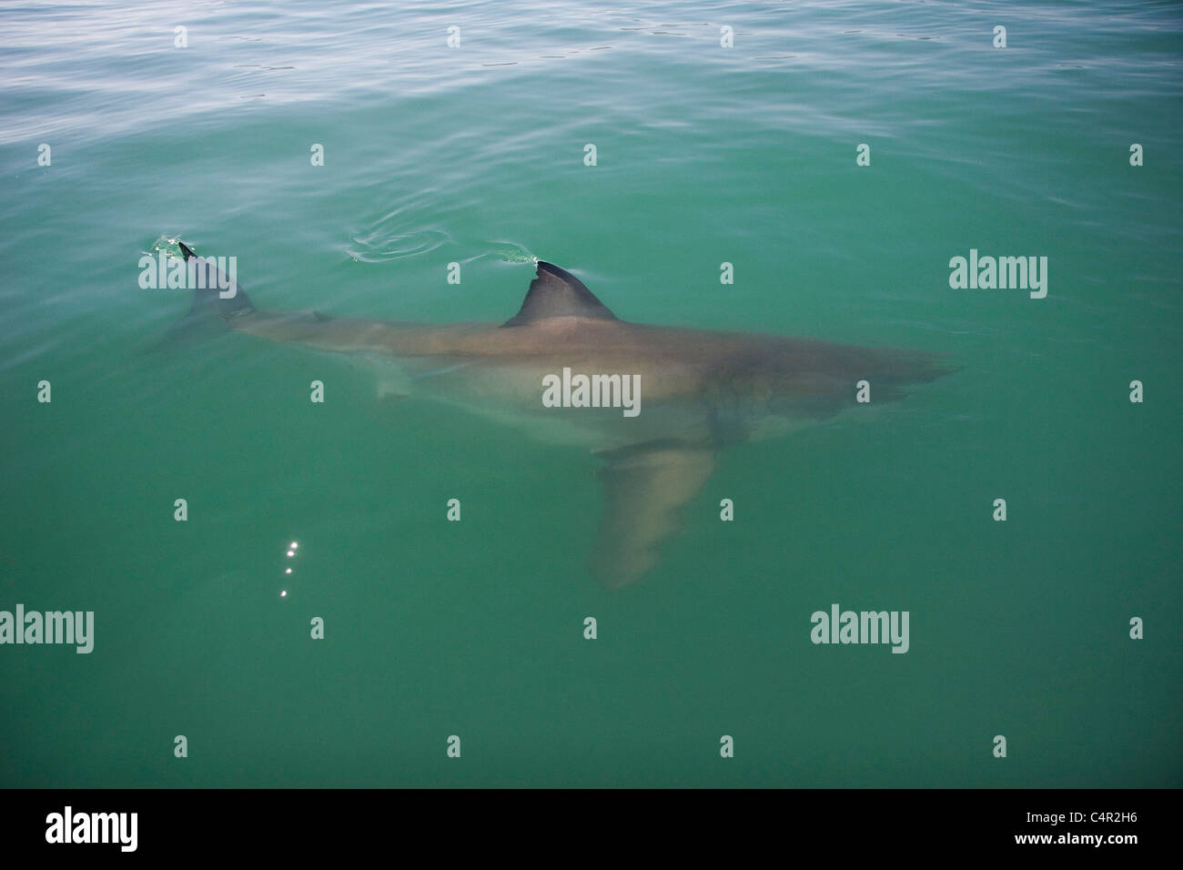 Great white shark, Mossel Bay, South Africa Stock Photo - Alamy