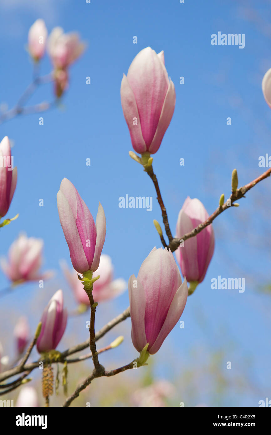 Magnolia tree blossoms in hi-res stock photography and images - Alamy
