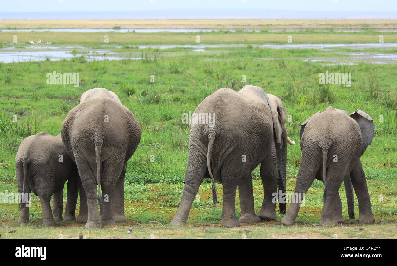 Amazing elephants bums hi-res stock photography and images - Alamy