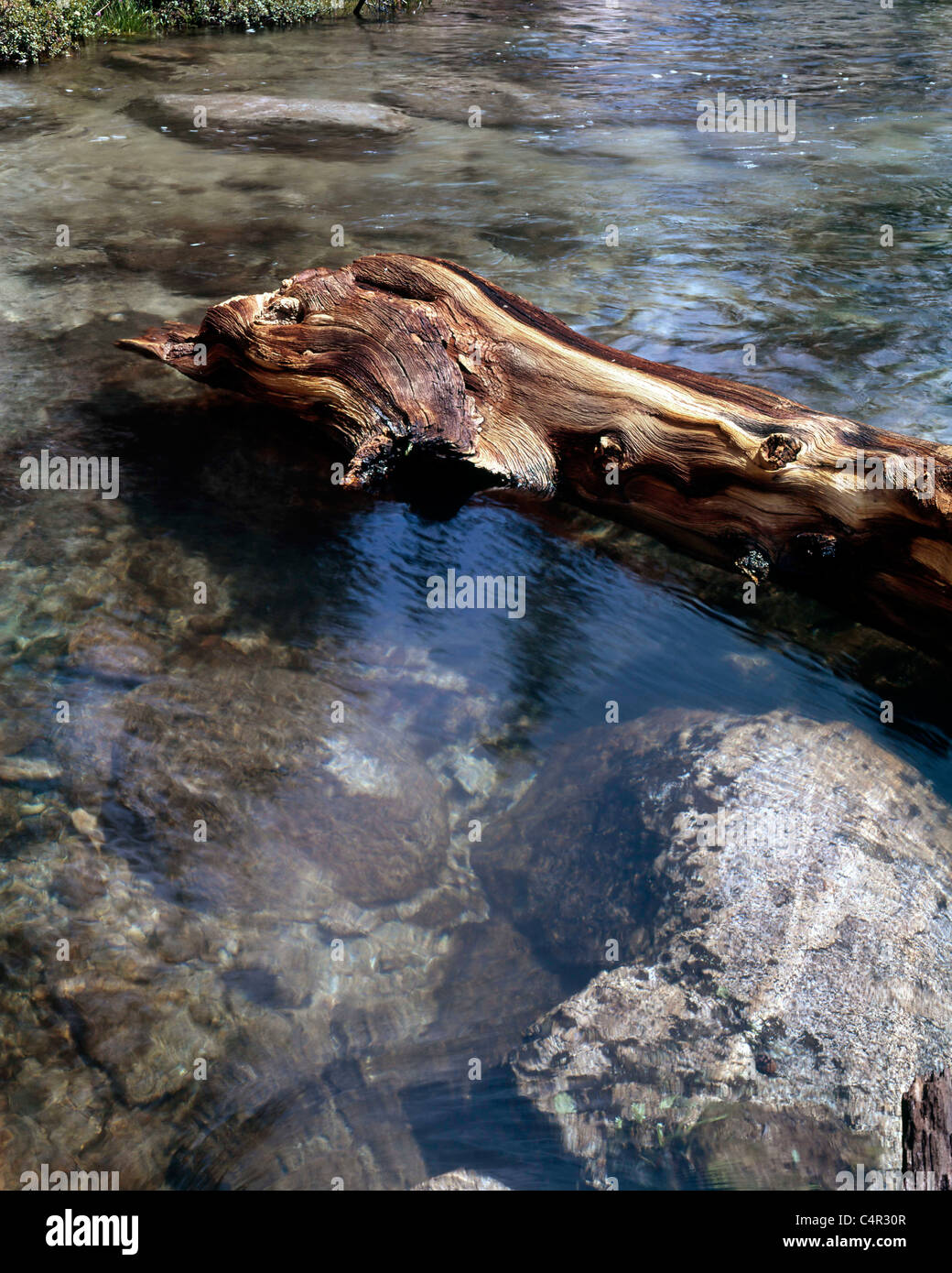 Log in water below Baboon Lake, John Muir Wilderness, California, USA ...