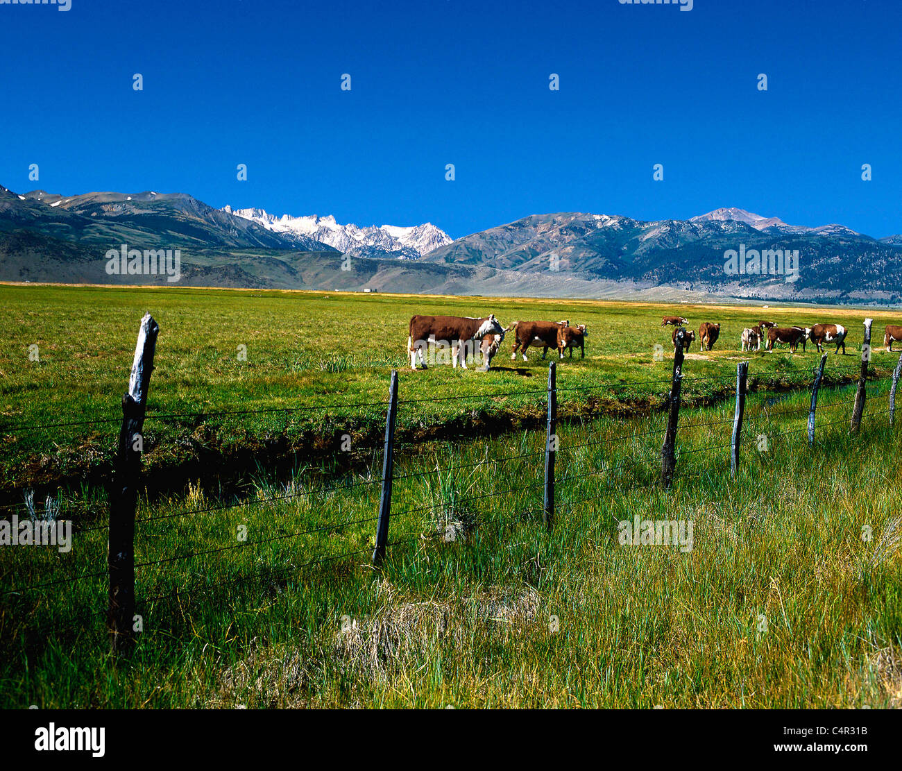 Sierra Nevada in background of cattle ranch near Bridgeport, California ...