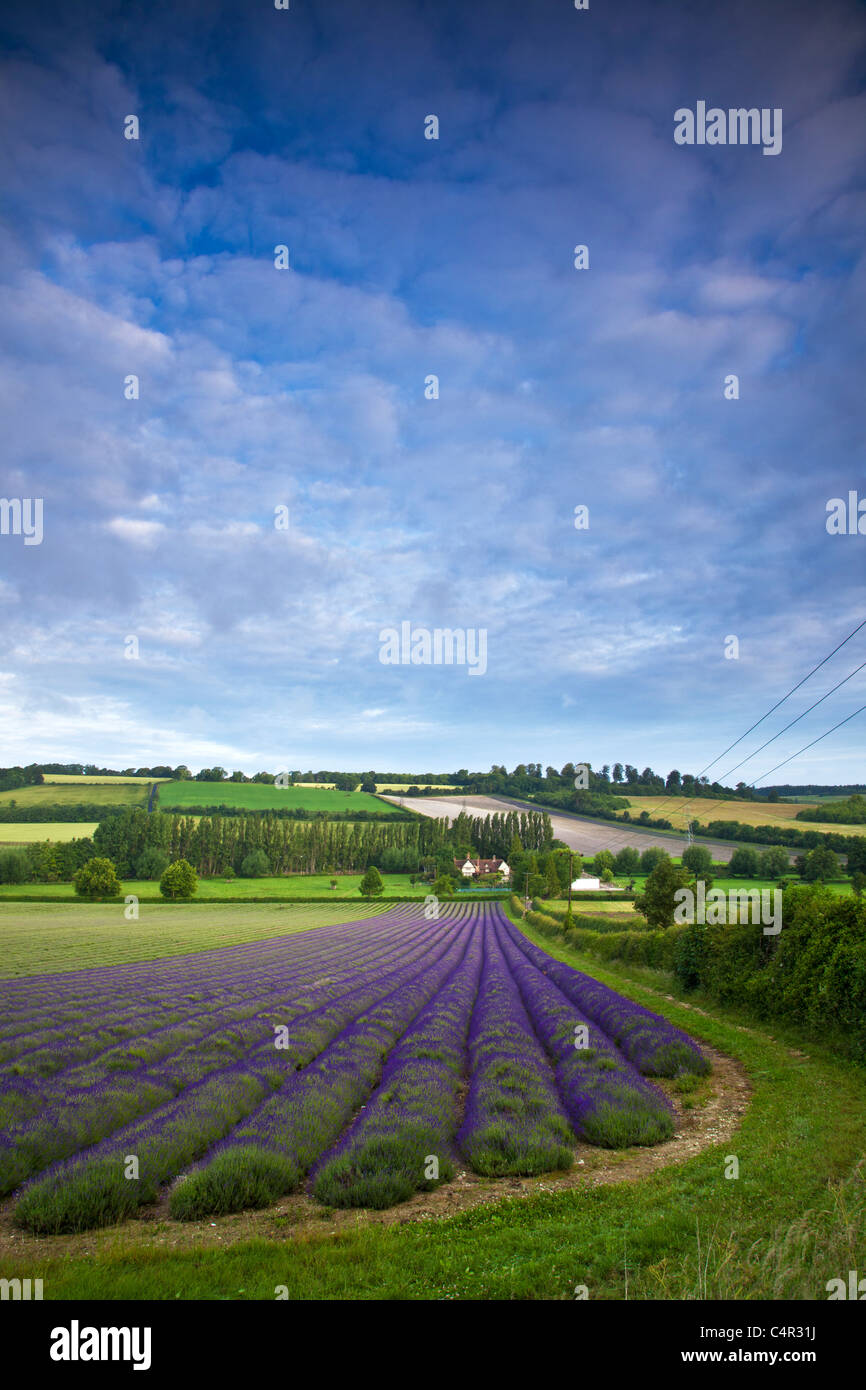 Field of Lavender in Kent Stock Photo - Alamy