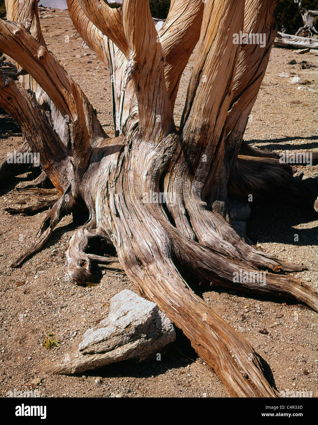 Ansel Adams Tree Trunks