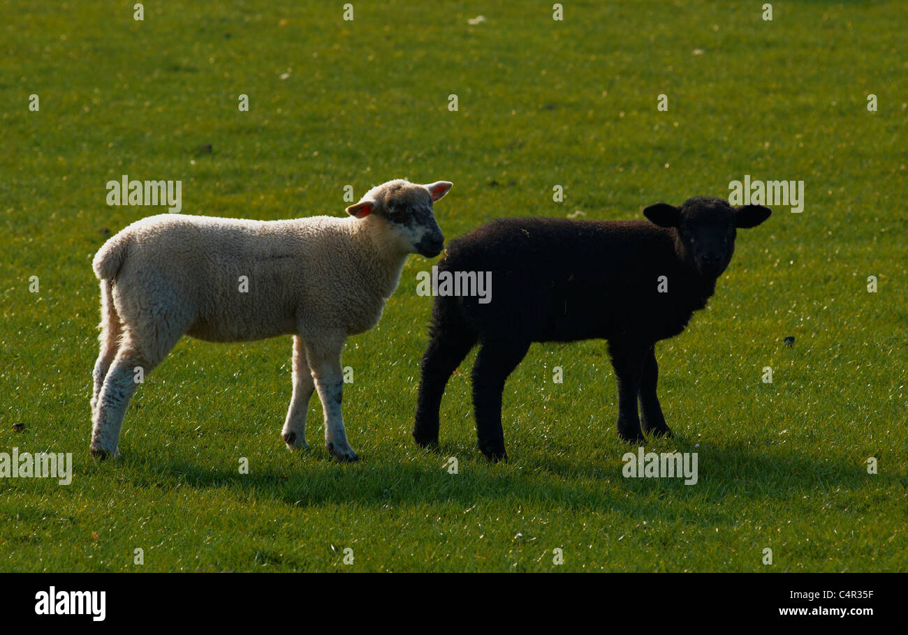 One black and one white lamb in a farm field Stock Photo - Alamy