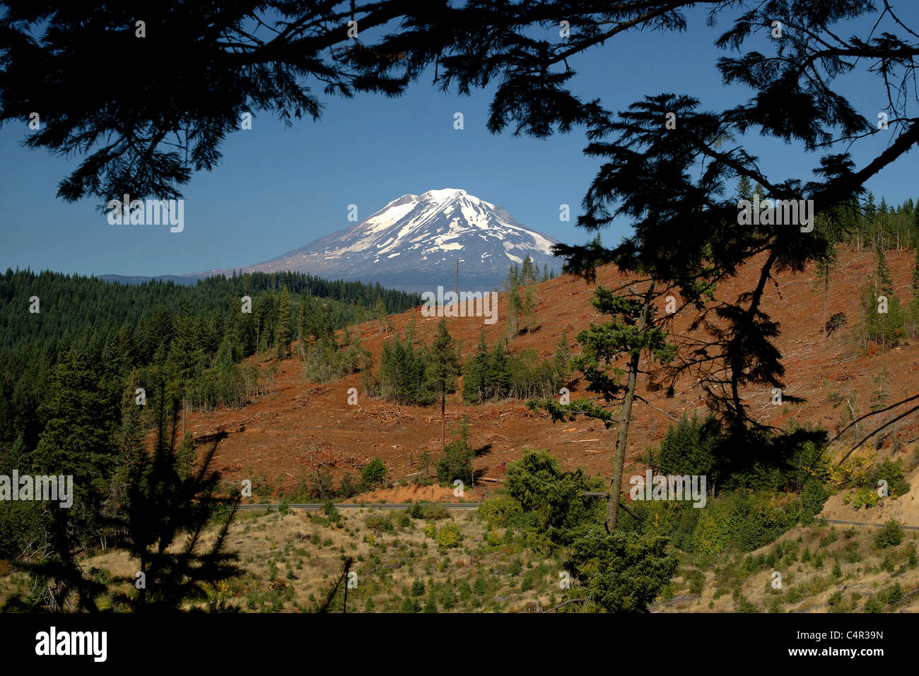 Forest clearcut, Mount Adams, Washington, USA Stock Photo - Alamy