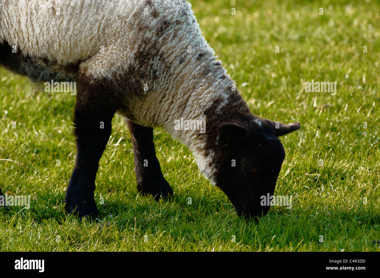 Young animal animals hi-res stock photography and images - Alamy