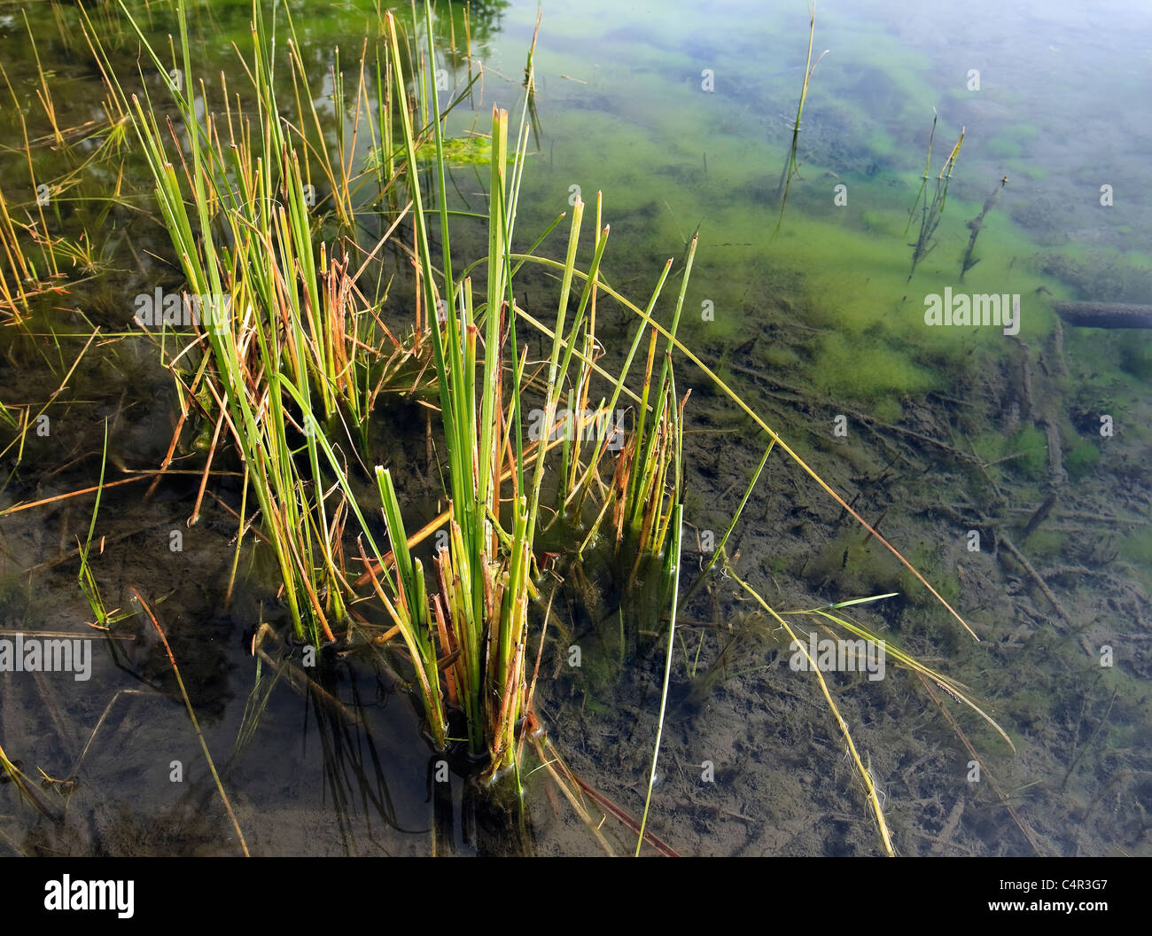 Marsh algae, Vermillion Lakes, Banff National Park, Alberta, Canada ...