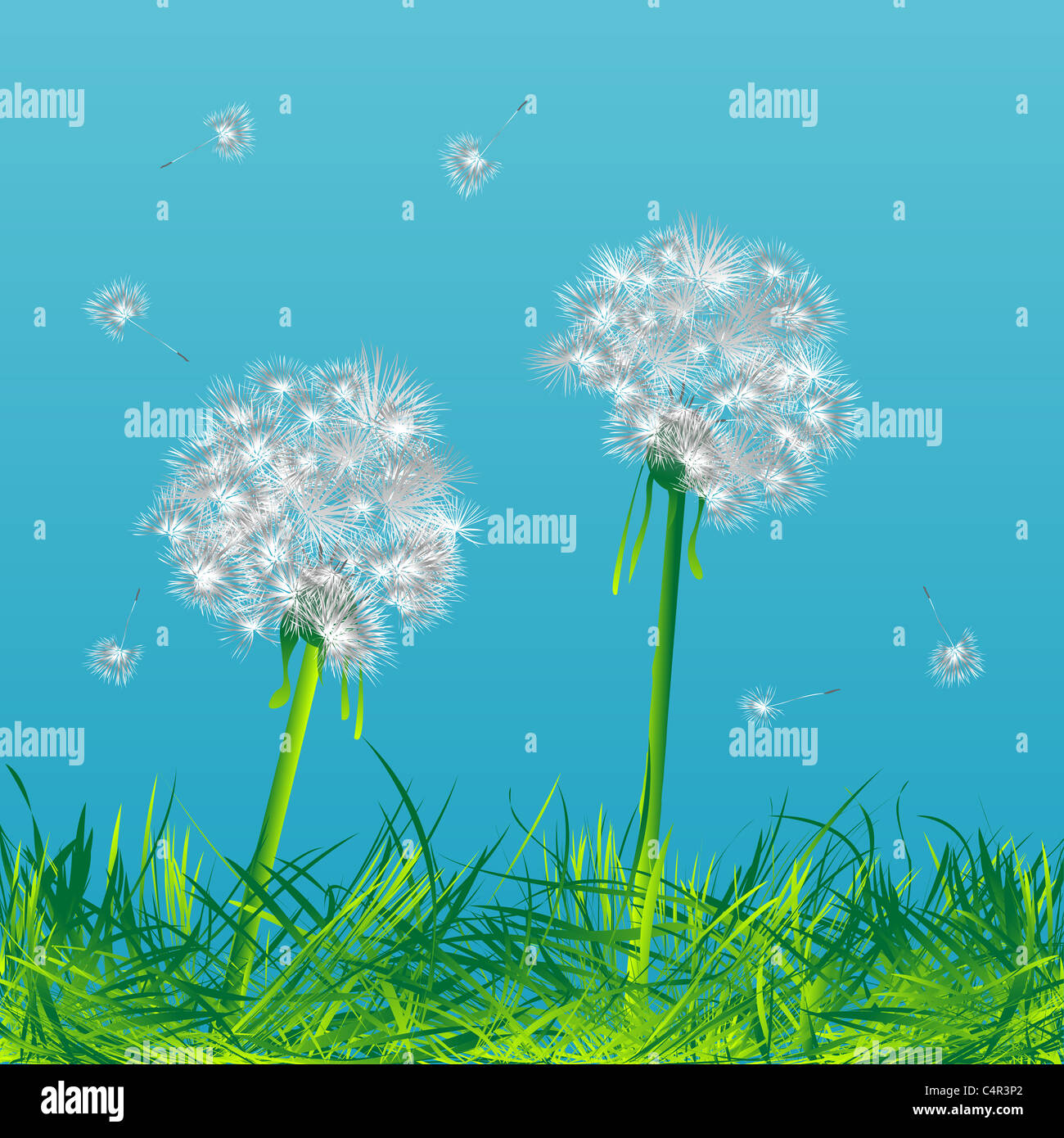 Two dandelions in the wind Stock Photo - Alamy