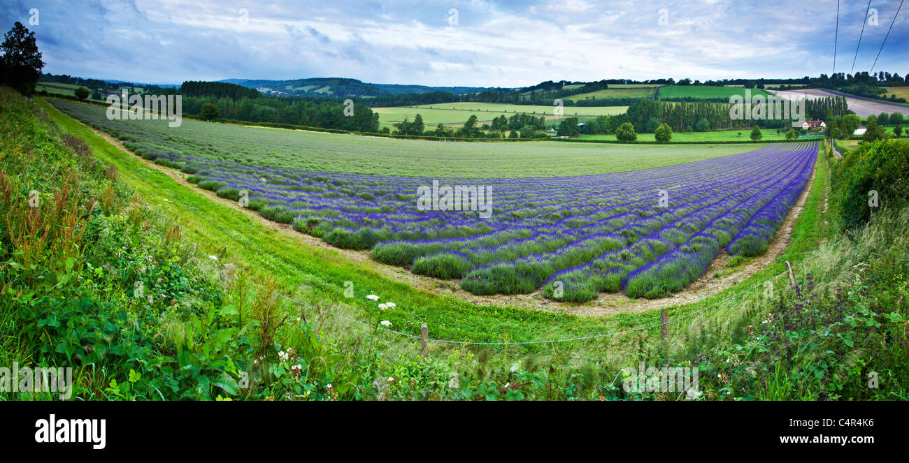 Field of Lavender in Kent Stock Photo - Alamy